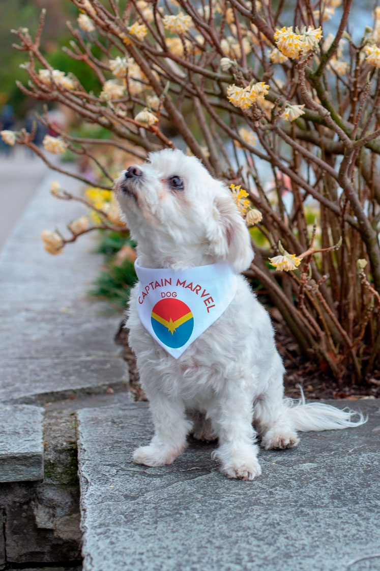 Bandana 'Captain Marvel Dog' - FashionTouTou Suisse